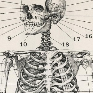 Anatomy Poster, Skeleton Chart, Vintage Human Body Print, Anatomy ...