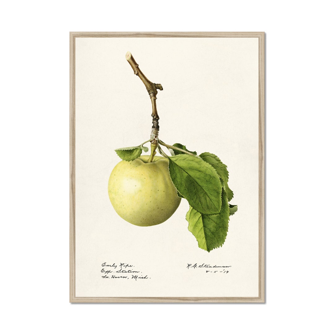 Green Apple Poster, Fruit Print - Etsy