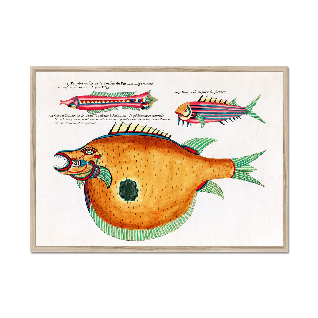 Fish Poster, Tropical Fish Print - Etsy