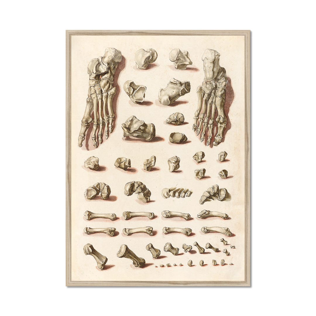 Bones of the Foot Illustration, Orthopedic Chart, Skeleton of a Foot ...