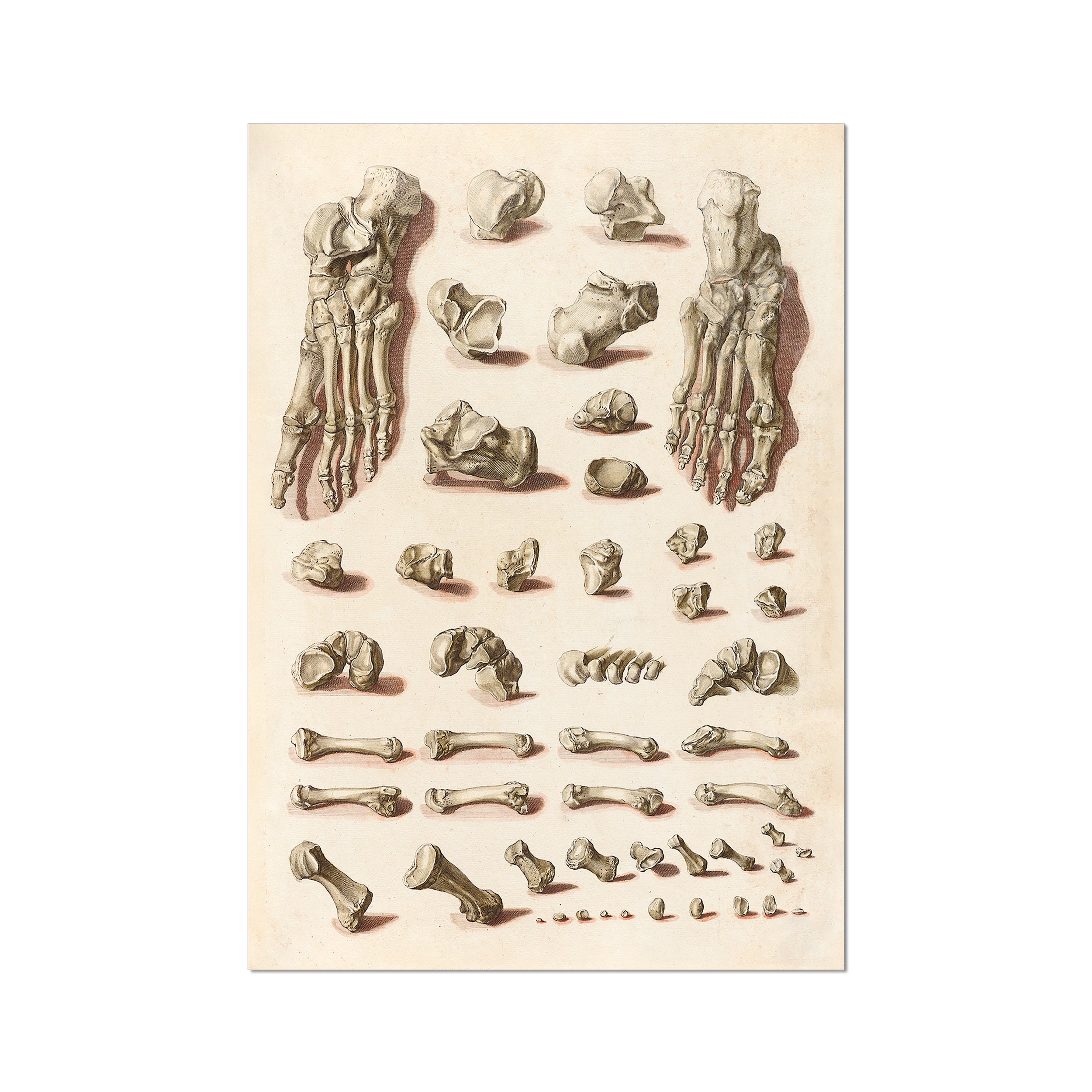 Bones of the Foot Illustration, Orthopedic Chart, Skeleton of a Foot ...