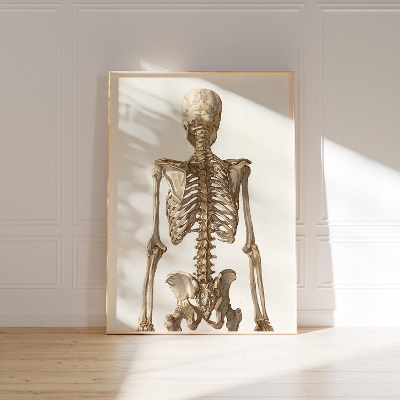 Vintage Skeleton Anatomy Poster: 1767 Back View Illustration - Etsy ...