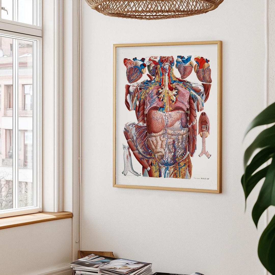 Thorax Poster, Muscle Illustration, Anatomy Print, Vintage Reproduction ...