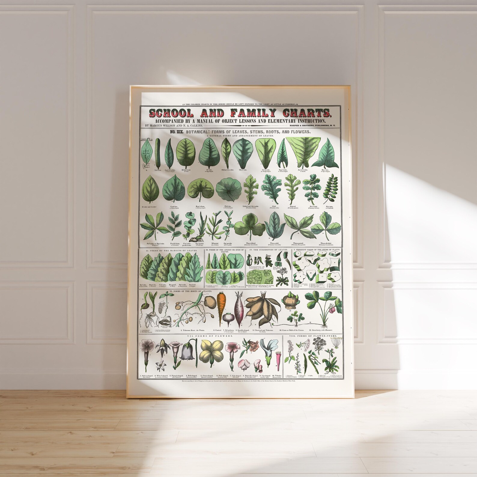Botanical Poster, Flower and Leaves Print, Educational Poster - Etsy