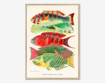 Vintage Great Barrier Reef Fish Poster Australian Sealife Print ...
