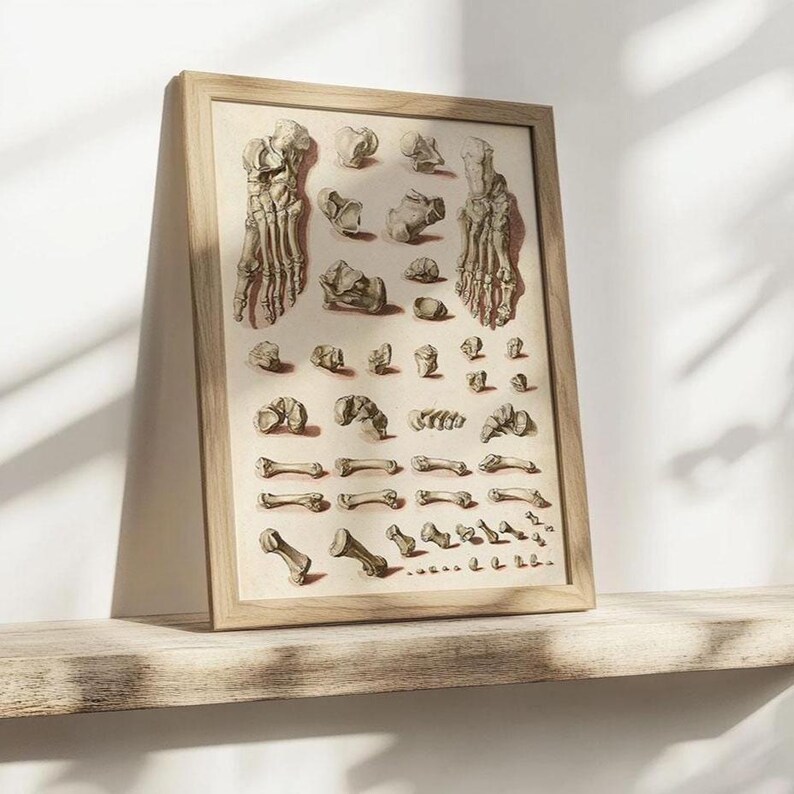 Bones of the Foot Illustration, Orthopedic Chart, Skeleton of a Foot ...