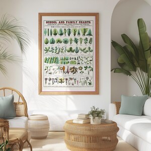 Botanical Poster, Flower and Leaves Print, Educational Poster - Etsy
