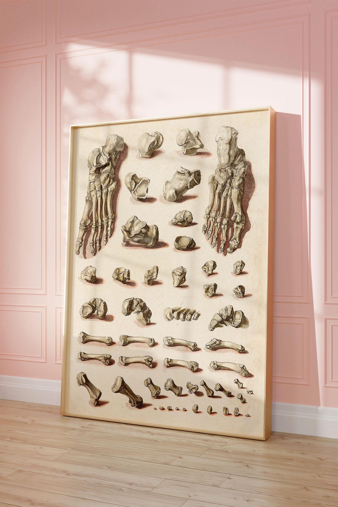 Bones of the Foot Illustration, Orthopedic Chart, Skeleton of a Foot ...