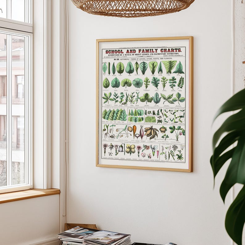 Botanical Poster, Flower and Leaves Print, Educational Poster - Etsy