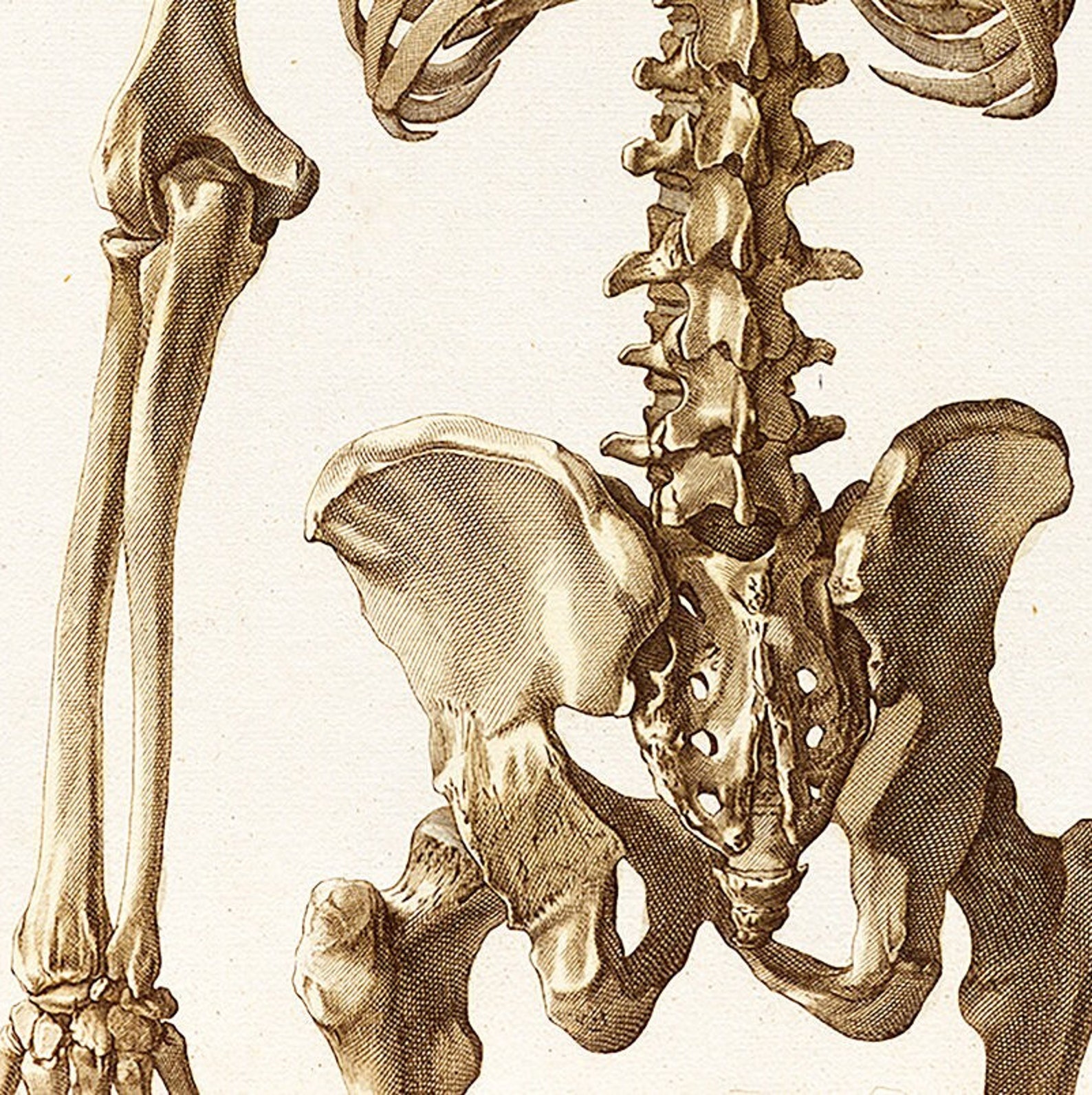 Skeleton Art Anatomy Chart Vintage Poster Anatomy Poster - Etsy UK