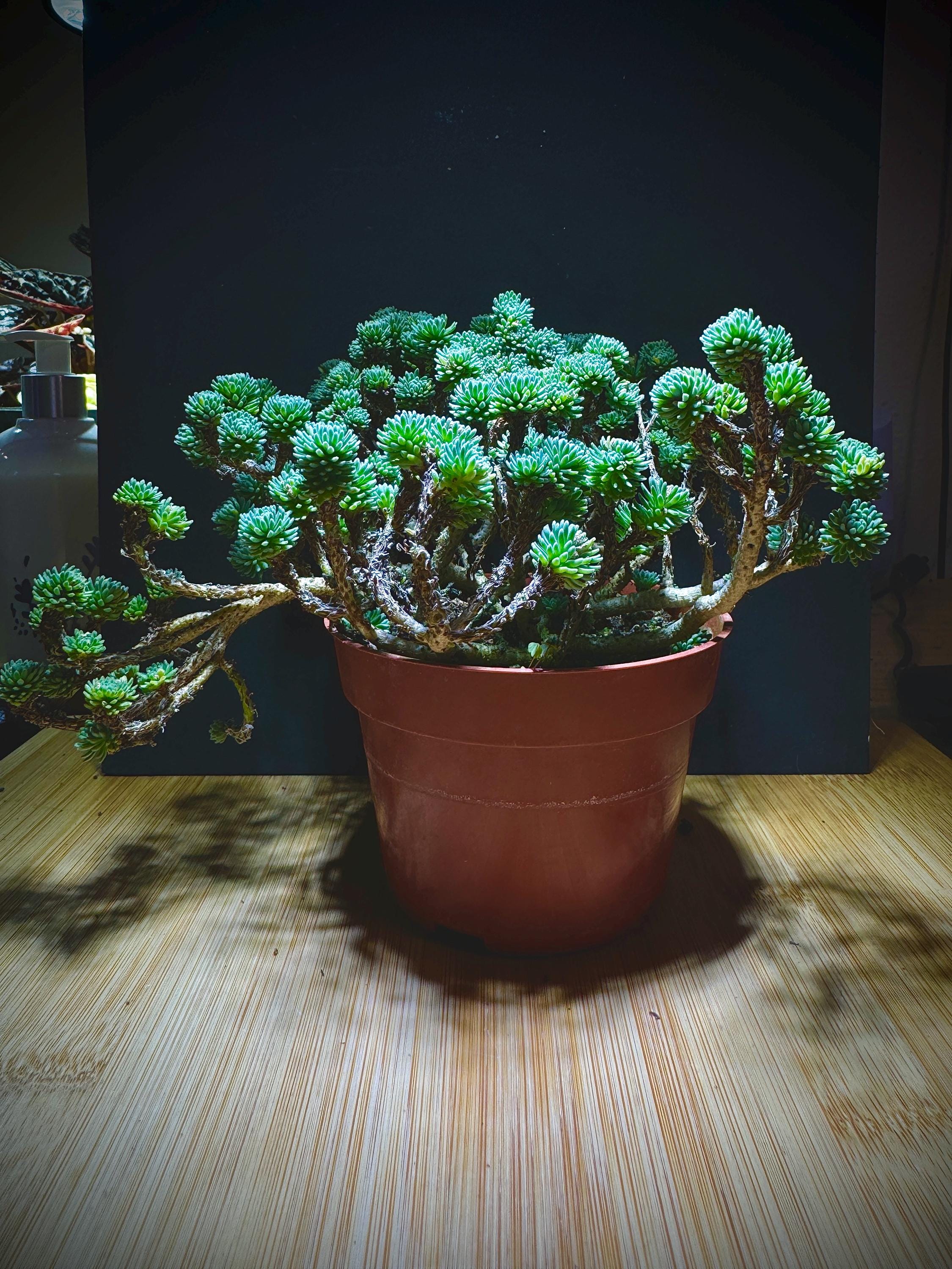 Sedum Multiceps / Miniature Joshua Tree old Trunk - Etsy