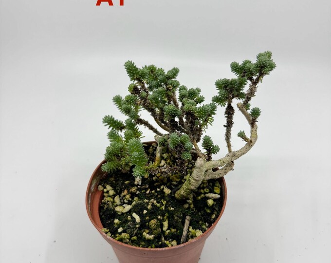 Sedum Multiceps / Miniature Joshua Tree *old Trunk* - Etsy