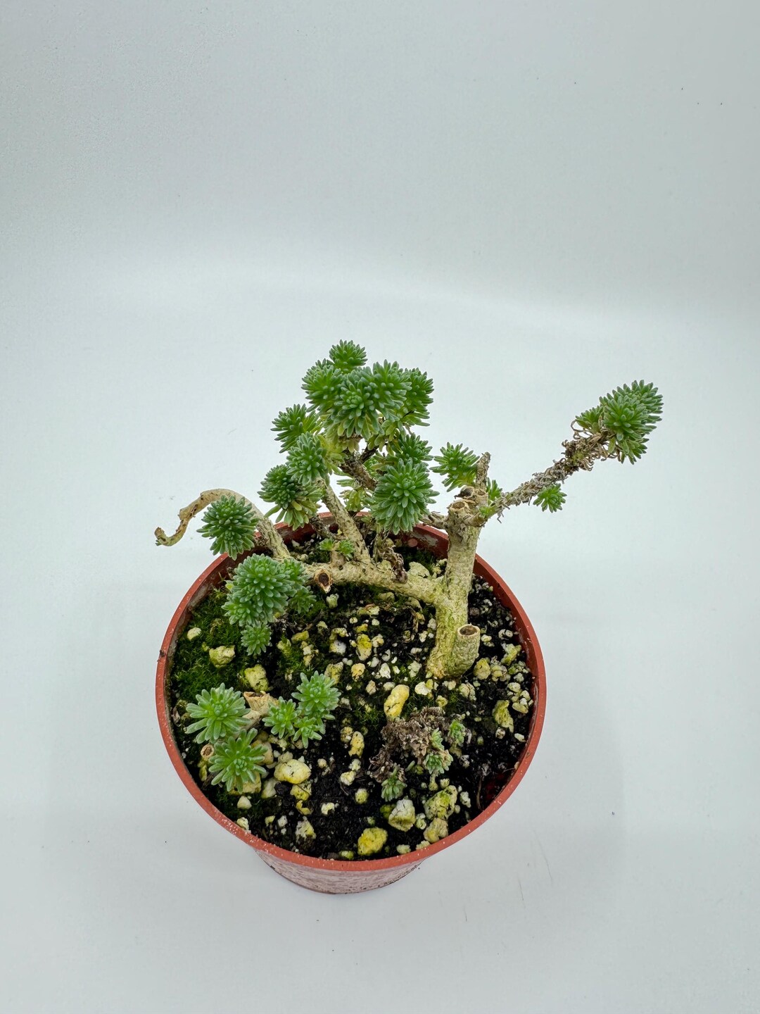 Sedum Multiceps / Miniature Joshua Tree old Trunk - Etsy