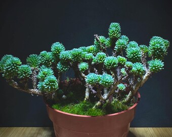 Sedum Multiceps / Miniature Joshua Tree old Trunk - Etsy