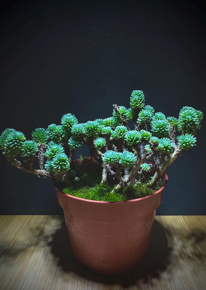 Sedum Multiceps / Miniature Joshua Tree old Trunk - Etsy