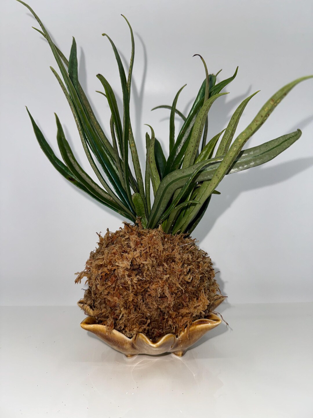 Microsorum Thailandicum Kokedama/ Blue Oil Fern - Etsy