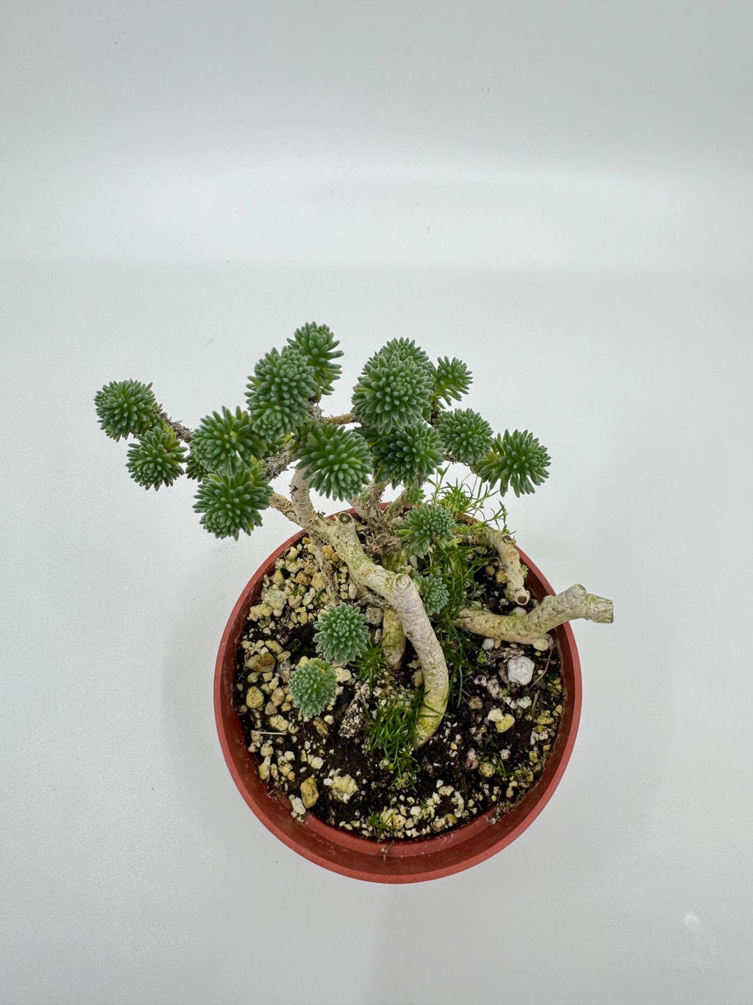 Sedum Multiceps / Miniature Joshua Tree old Trunk - Etsy