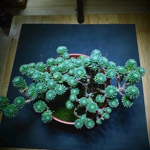Sedum Multiceps / Miniature Joshua Tree old Trunk - Etsy