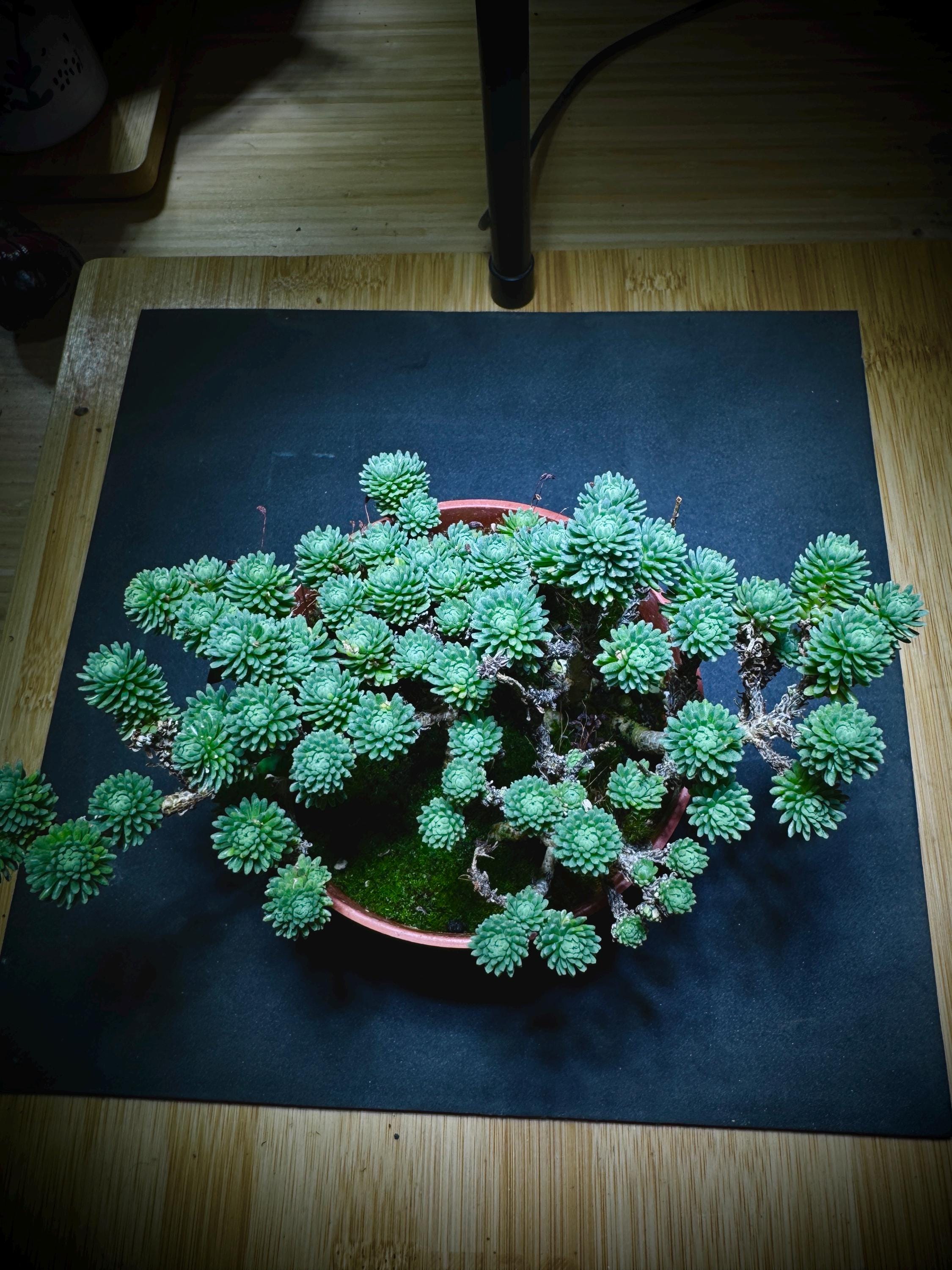 Sedum Multiceps / Miniature Joshua Tree old Trunk - Etsy