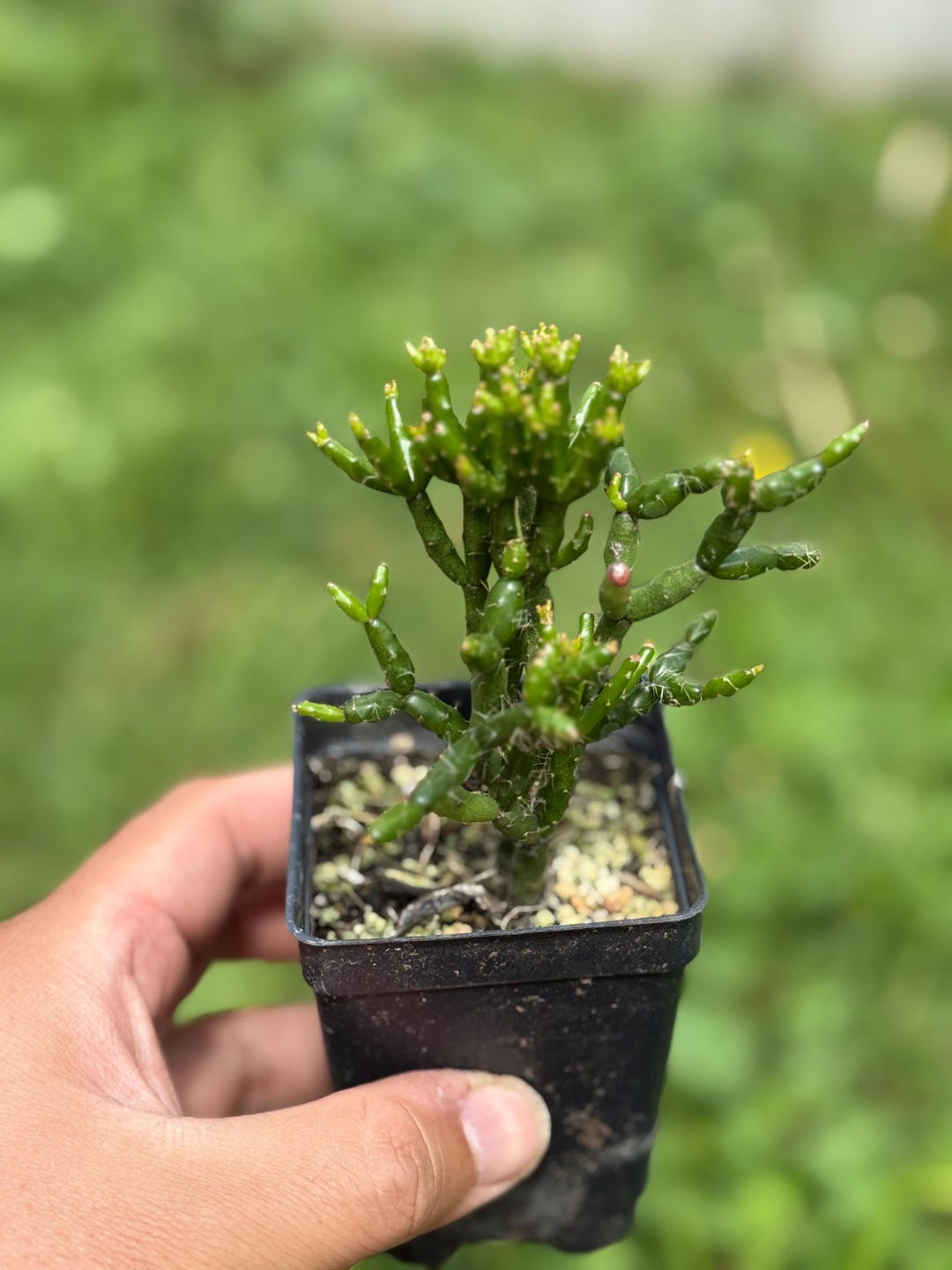 Rhipsalis/ Hatiora Salicornioides Sp. “tree Form”/ Miniature Saquaro ...