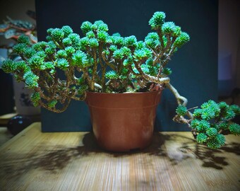 Sedum Multiceps / Miniature Joshua Tree old Trunk - Etsy