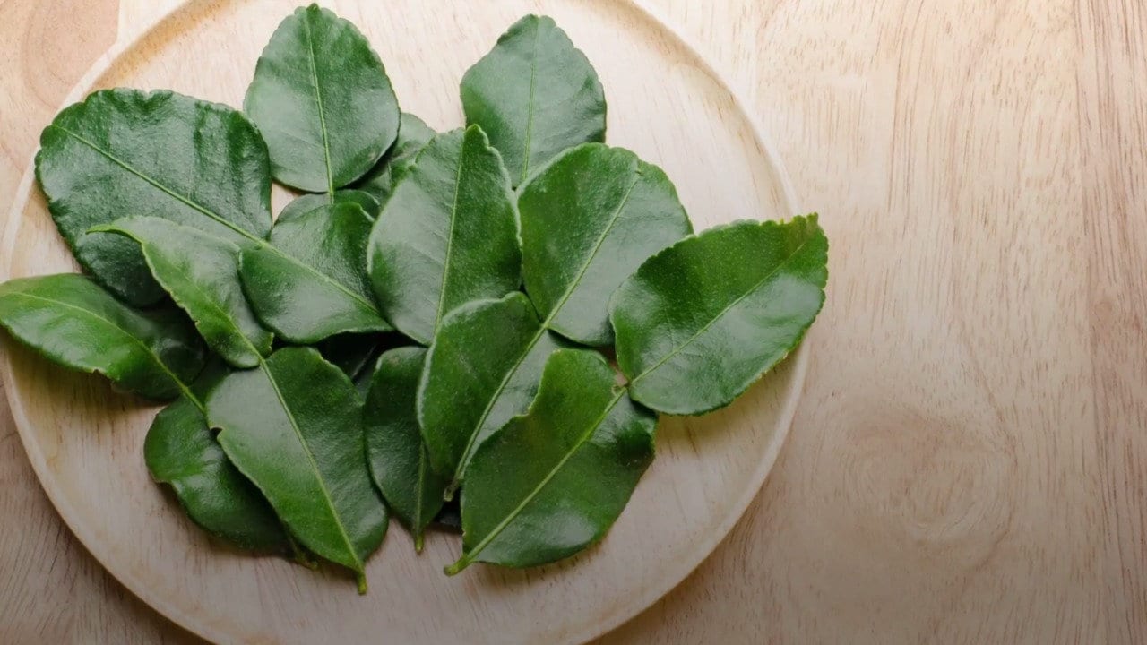 Hand Picked Fresh KAFFIR LIME Leaves - Etsy