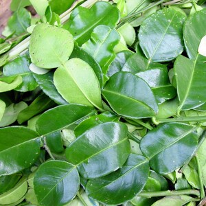 Hand Picked Fresh KAFFIR LIME Leaves - Etsy