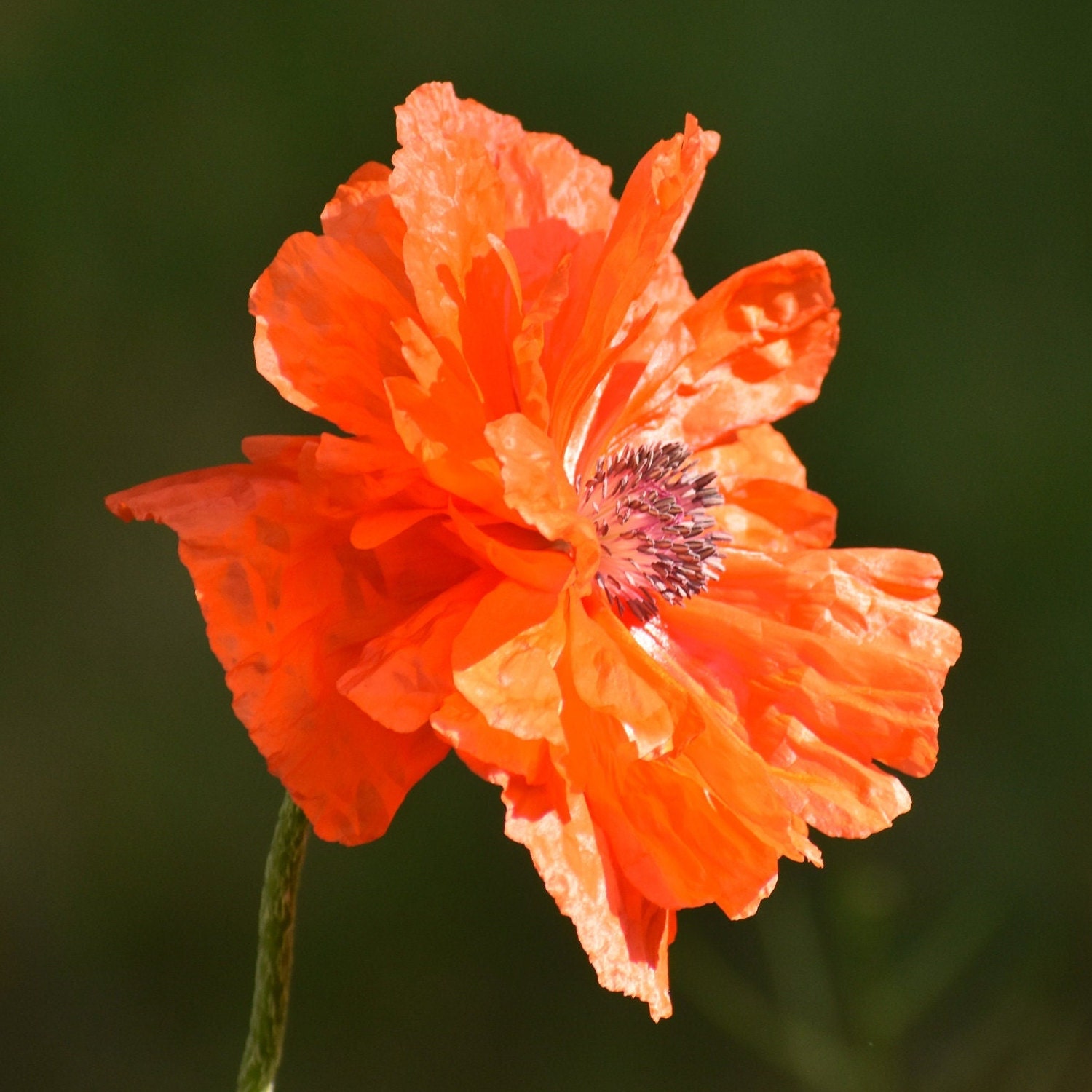 Flower Photography Print - "poppy", Floral Art, Wall Art, Flower Print ...