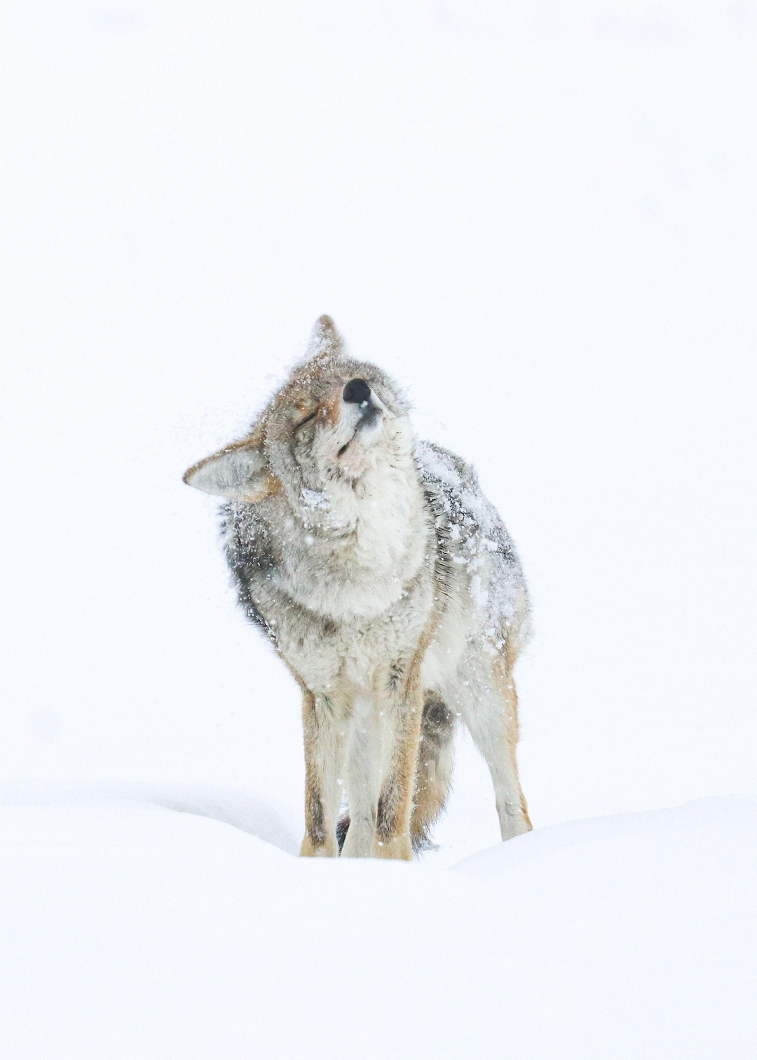 Shake It off (•ᴥ•) Happy Coyote in Snow - Lamar Valley, Yellowstone ...