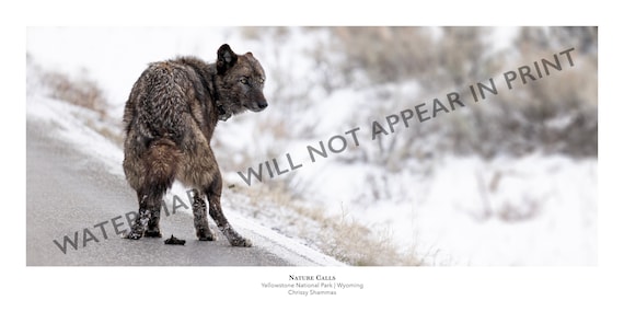 Pooping Wolf 12x24 Photo Print Gray Wolf in Yellowstone - Etsy