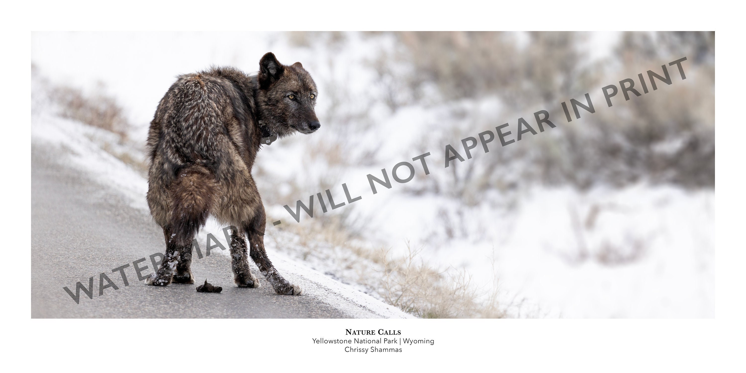 Pooping Wolf 12x24 Photo Print | Gray Wolf in Yellowstone National Park ...