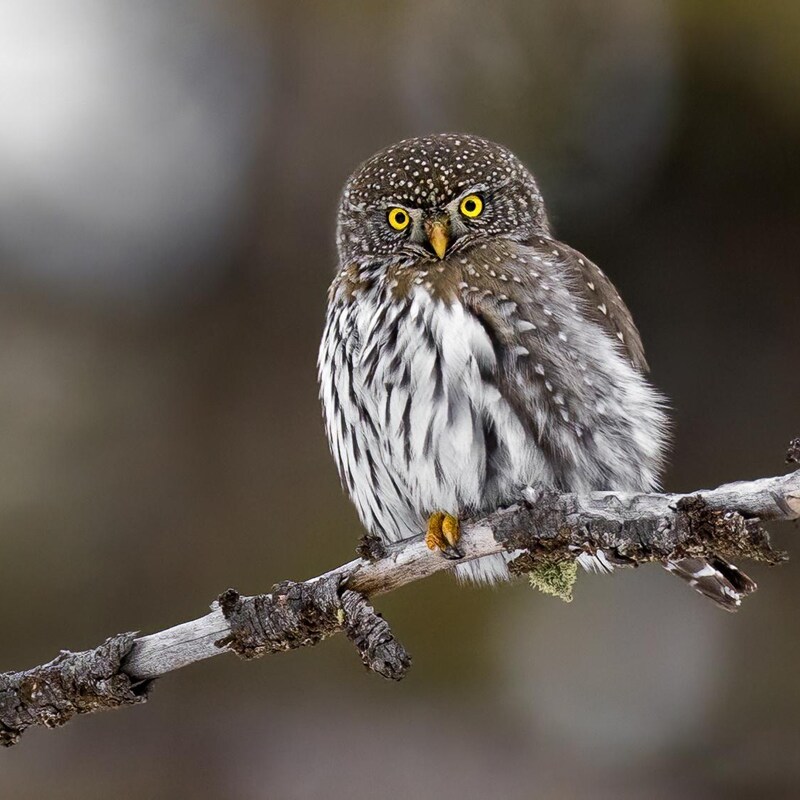 Pygmy Owl - Etsy