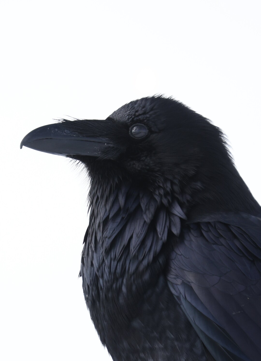 Raven Profile Photo Print | Raven in the Snow in Yellowstone National ...