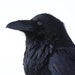 Raven Profile Photo Print | Raven in the Snow in Yellowstone National ...