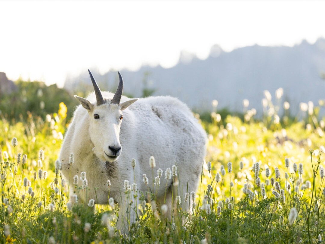 Mountain Goat in Spring Wildflowers - Utah Goat Photo Print - Wildlife ...