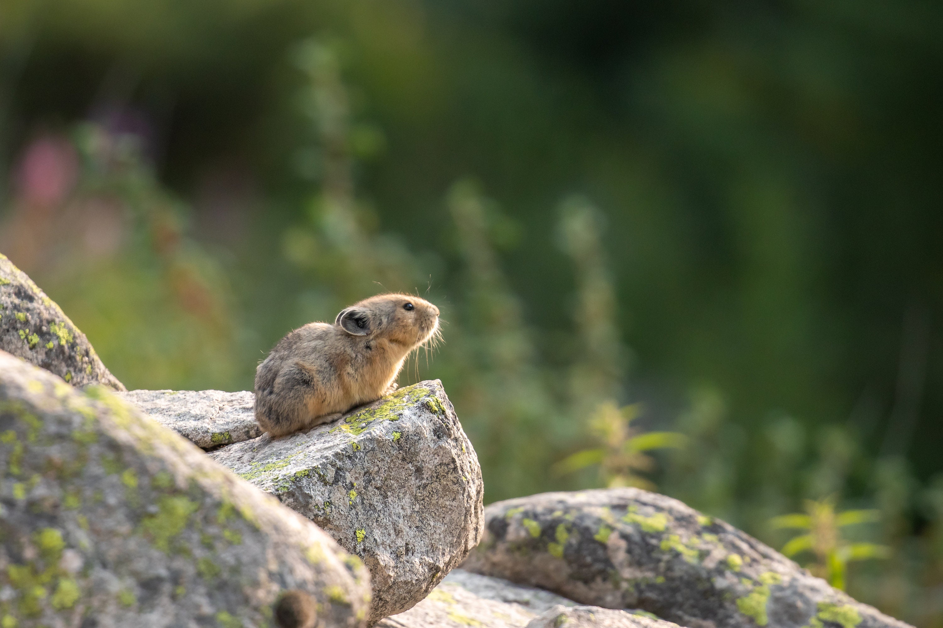 Pika Picture Wildlife Photo Print Cute Pika Wall Art - Etsy