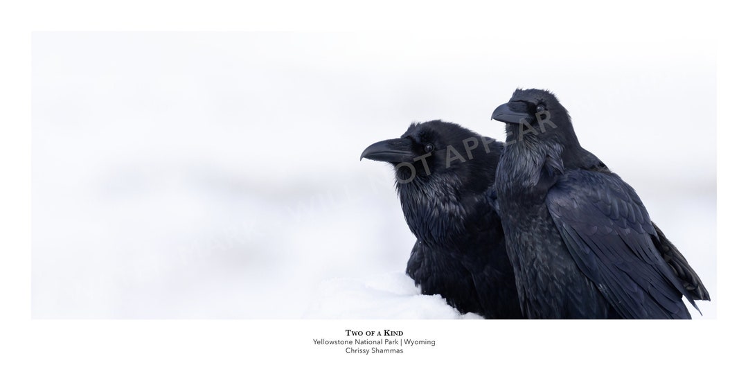 Raven Couple 12x24 Panoramic Photo Print | Two Ravens in the Snow in ...