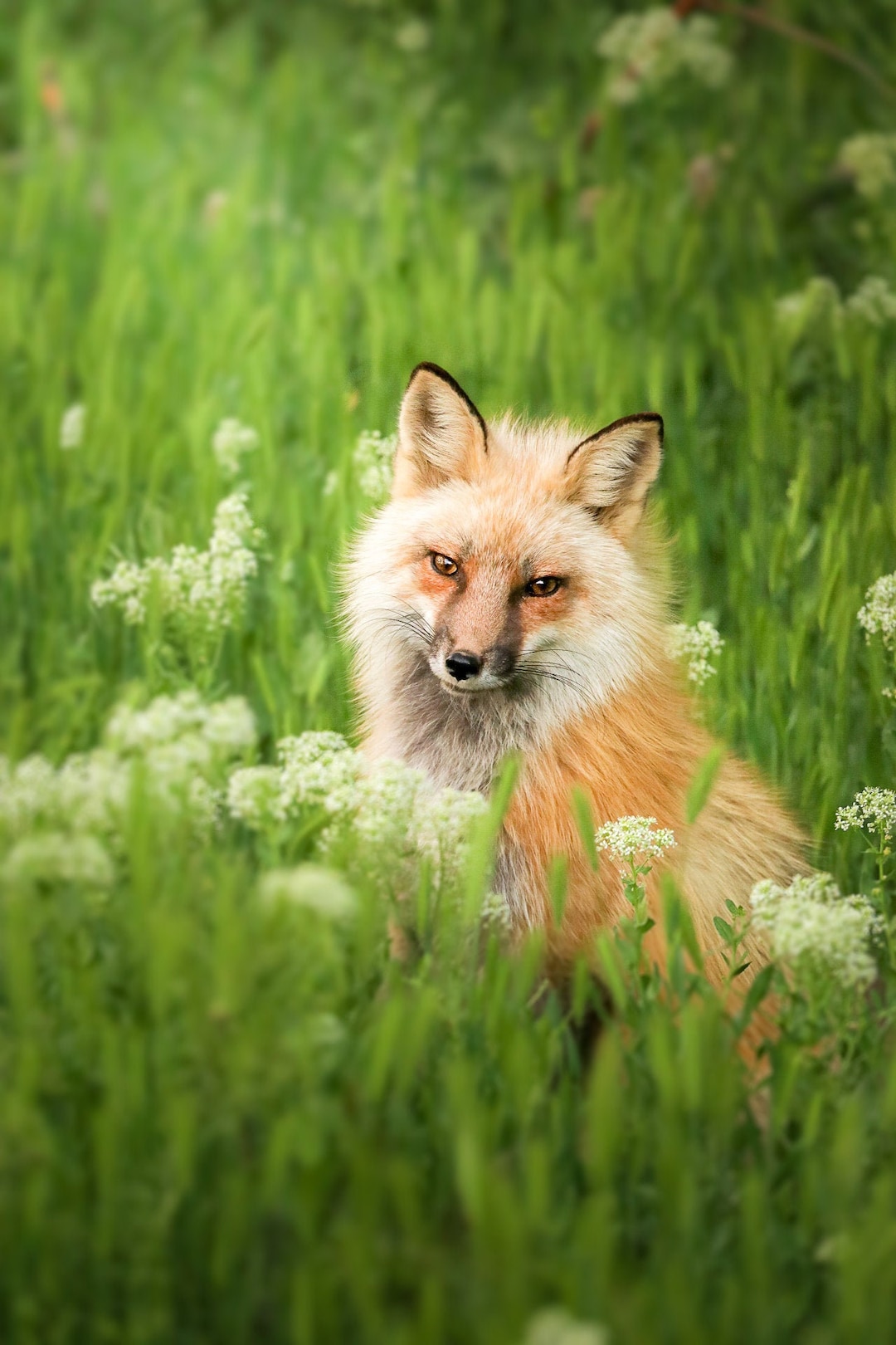 Red Fox Portrait (•ᴥ•) Fox Art | Cute Fox Photo Print | Woodland Decor ...