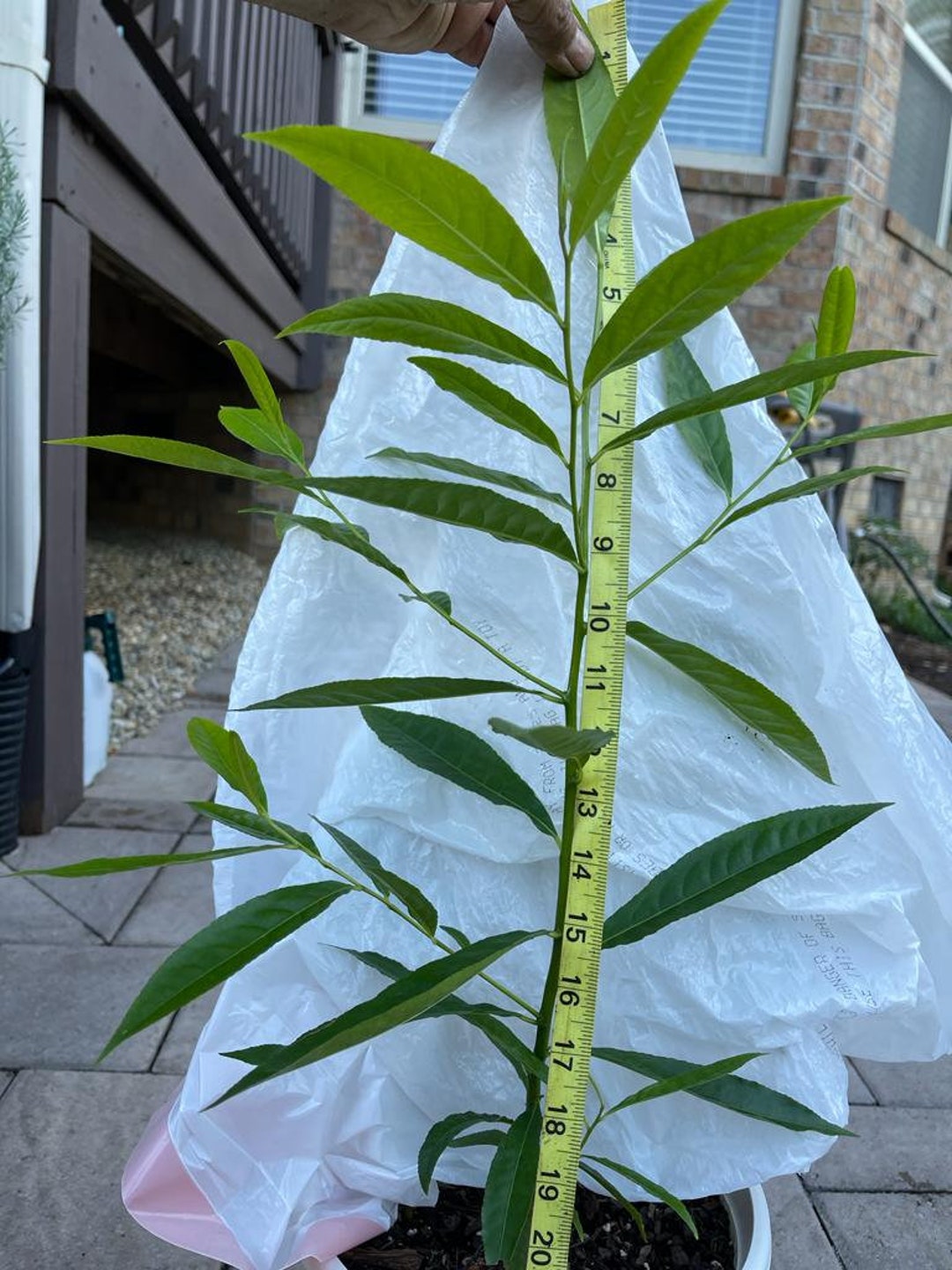 Very Rare Rudraksh Plant Elaeocarpus Ganitrus Unique Live Plant - Etsy