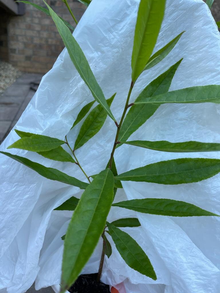 Very Rare Rudraksh Plant Elaeocarpus Ganitrus Unique Live Plant - Etsy