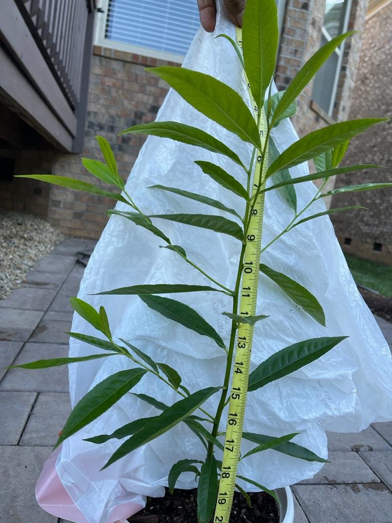 Very Rare Rudraksh Plant Elaeocarpus Ganitrus Unique Live Plant - Etsy