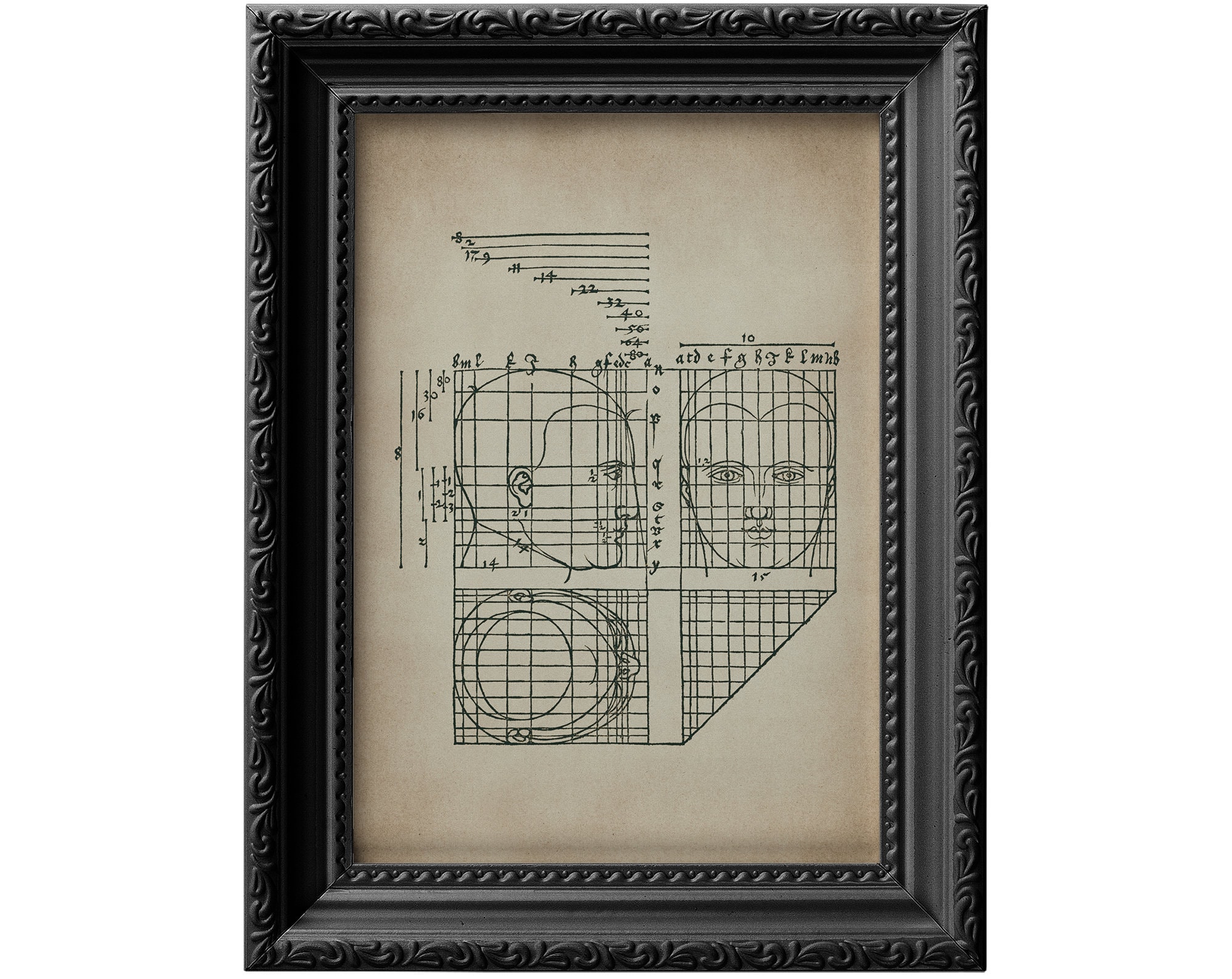 16th Century Albrecht Durer Human Head Proportion Anatomical Wood ...