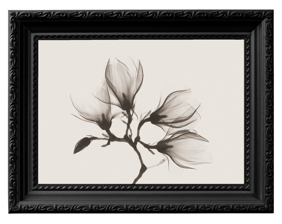 Reproduction Print of an X-ray of a Magnolia Branch With Four Flowers ...