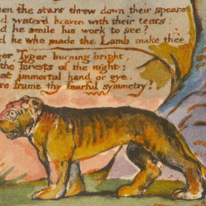 William Blake - the Tyger. Unframed Reproduction Print From 18th ...