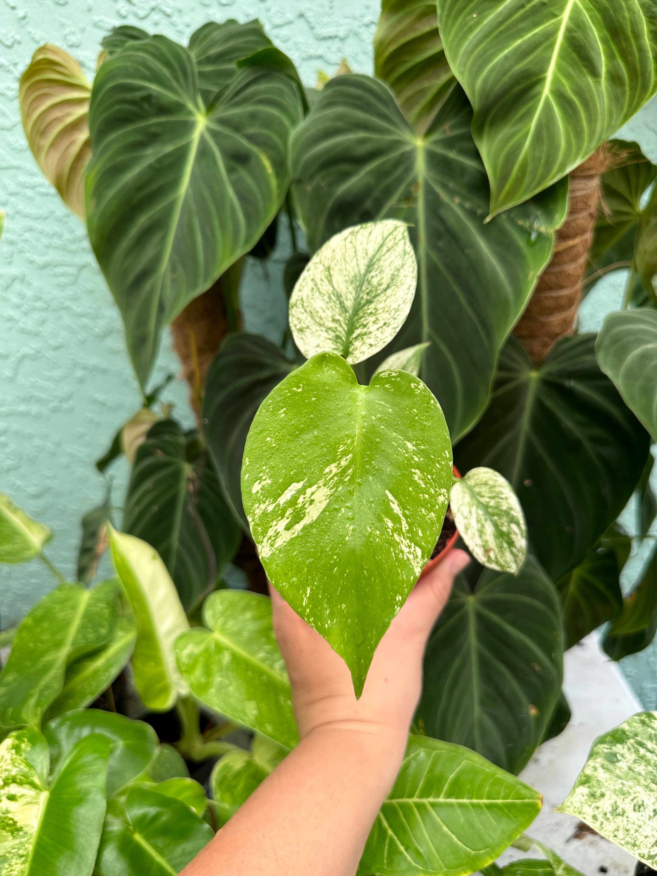 Monstera Mint - Etsy