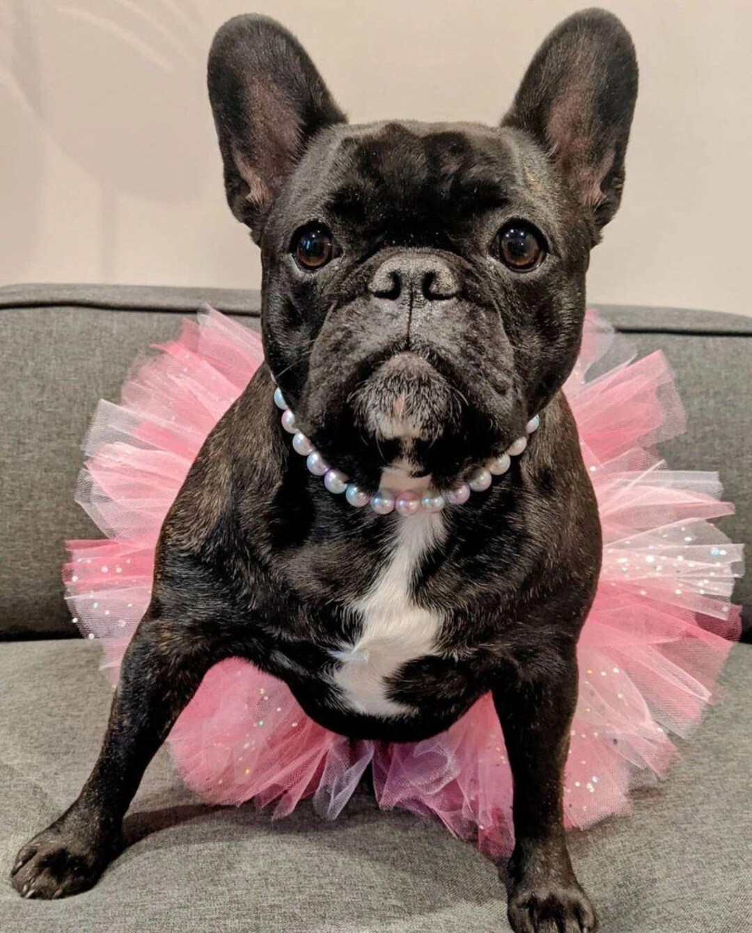 Pink and White Fluffy Tutu for Dogs and Cats - Etsy