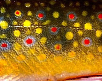 Brook Trout Skin - Etsy