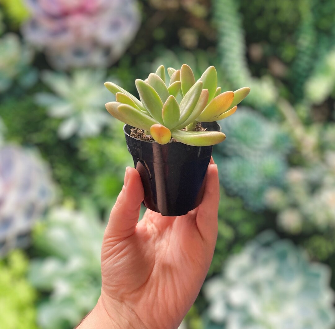 3in Graptoveria Blue Pearl Succulent, Baby Succulent, Bare Rooted ...