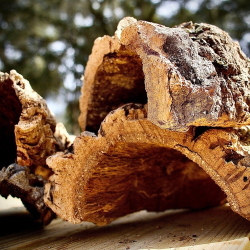 Cork Bark Rounds 2 Lbs Animal Hides in a Terrarium / - Etsy