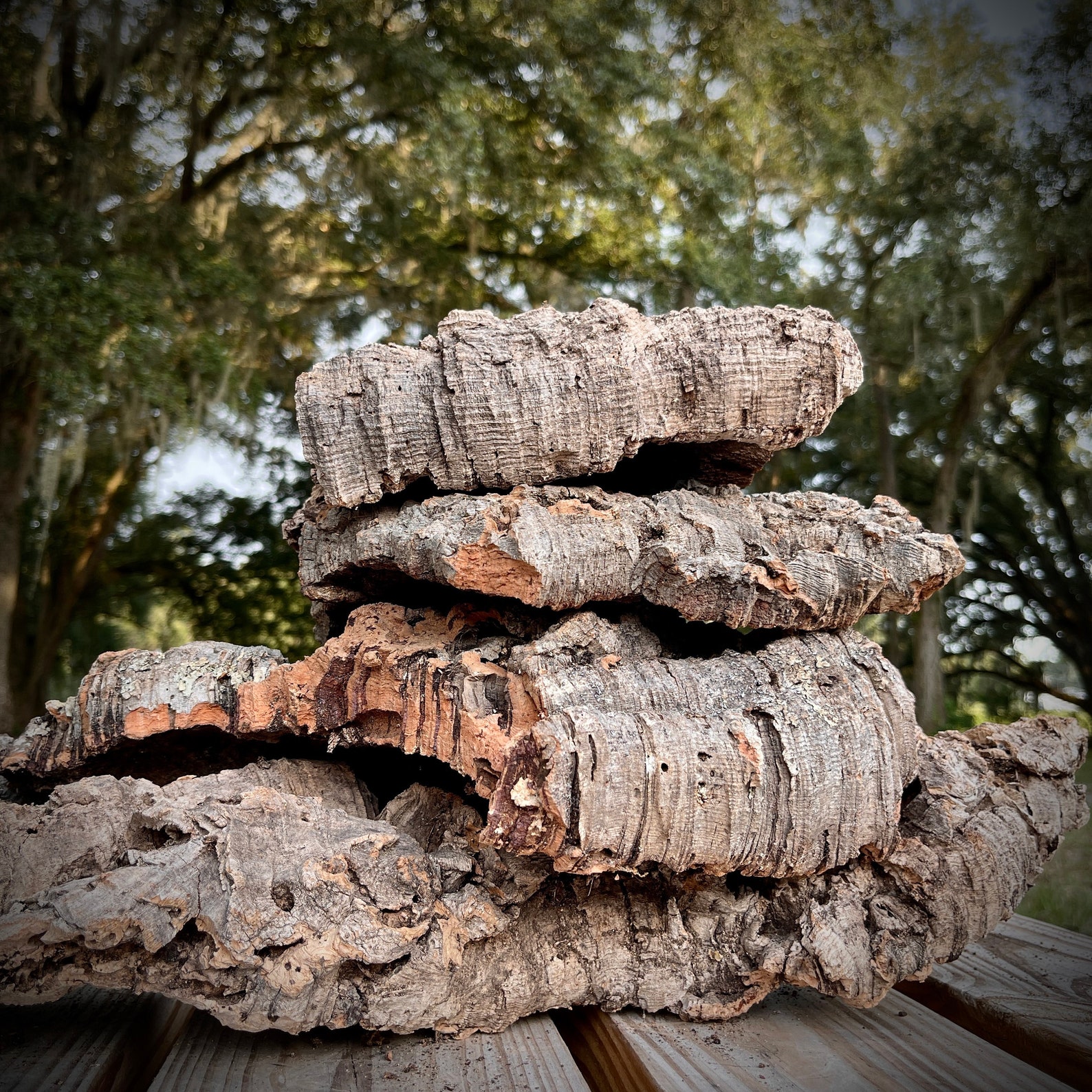 Bulk Cork Bark Flats Terrarium Vivarium Orchid Air Plant Mount Reptile ...
